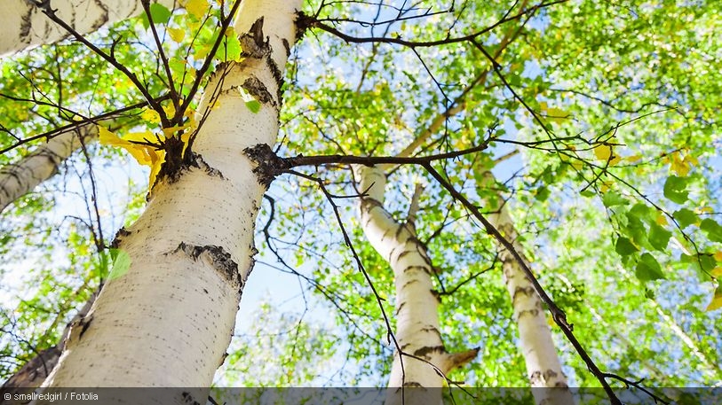Claudia Buch zur Vorsitzenden des Banken-Aufsichtsgremiums der EZB ...