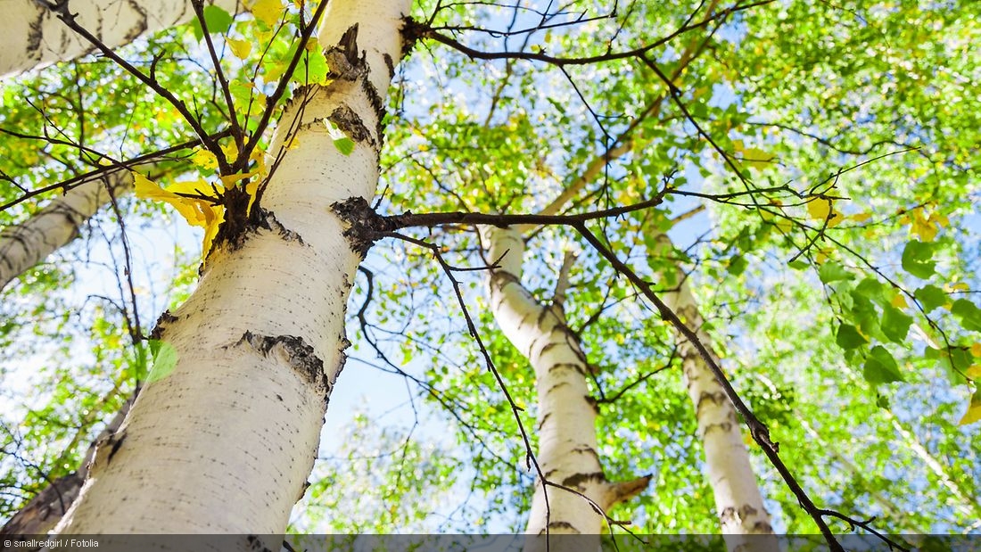 Single Resolution Mechanism | Deutsche Bundesbank