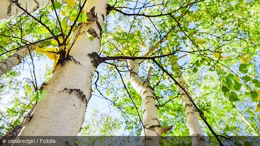 Transmission Protection Instrument (TPI) | Deutsche Bundesbank